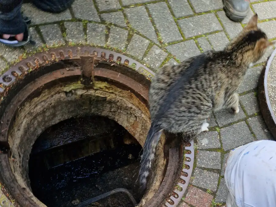 Feuerwehr rettet miauende Katze aus Gully in Leezdorf