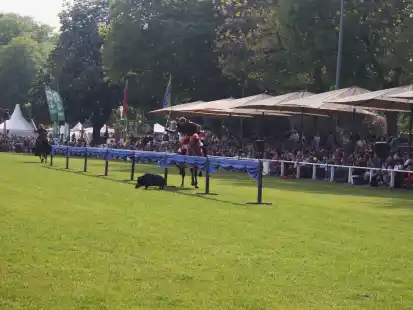 Mittelalterlich Phantasie Spectaculum MPS 2024 in Rastede: Programm bis ...