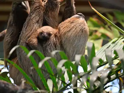 Aquarium in Wilhelmshaven: Nachwuchs bei Faultieren Freddy und Frieda