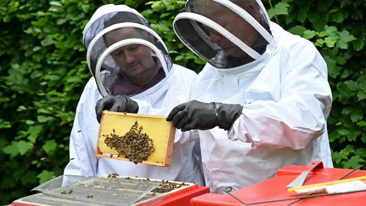 Wilhelmshavener Honig bei Rewe: Nachhaltige Kooperation zwischen ...