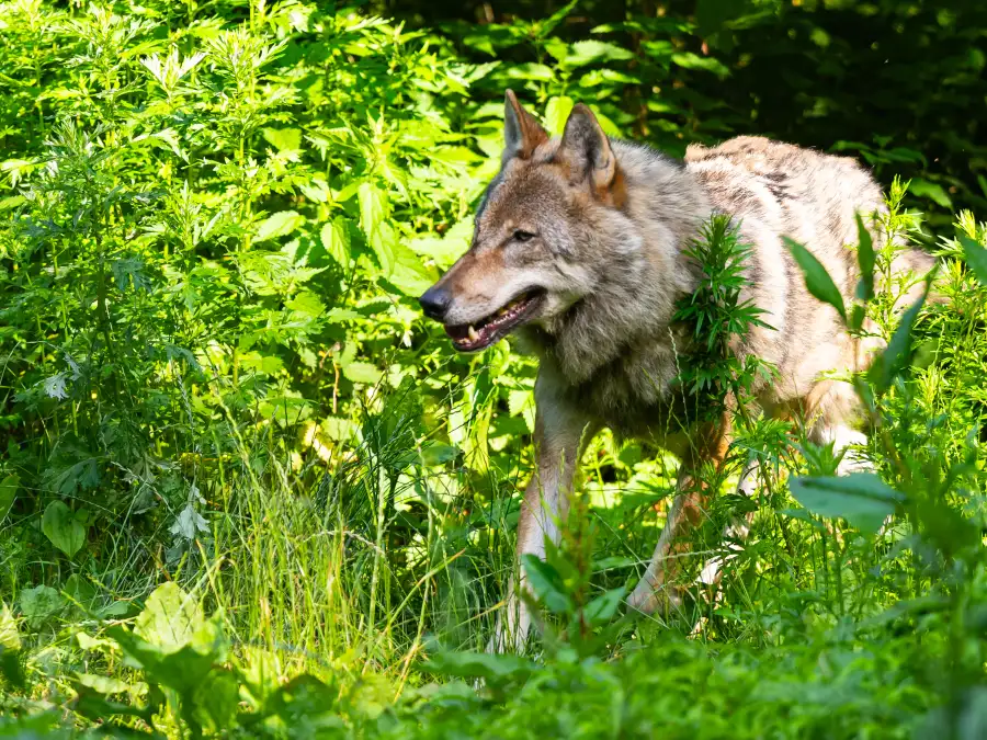 Wolf in Ostfriesland: Jagd mit Hindernissen – Wolfsbeauftragte Raoul ...