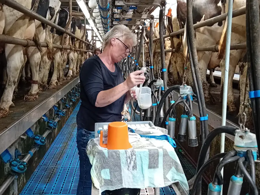 Milchkontrolle Ostfriesland: Krummhörnerin Ina Westermann ist ...