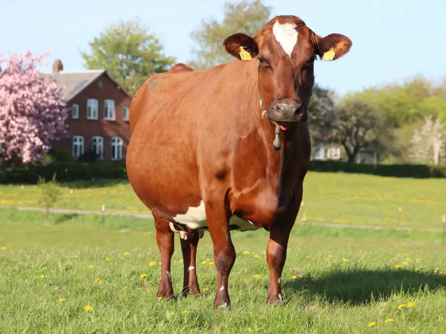 Landtage Nord in Wüsting: Besonderes Angler Rind erstmals bei Messe mit ...