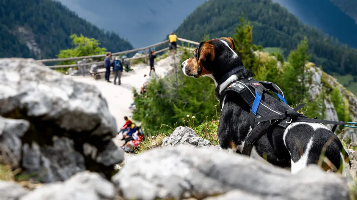 Wenn Hund auf Kuh trifft – Was Sie wissen müssen