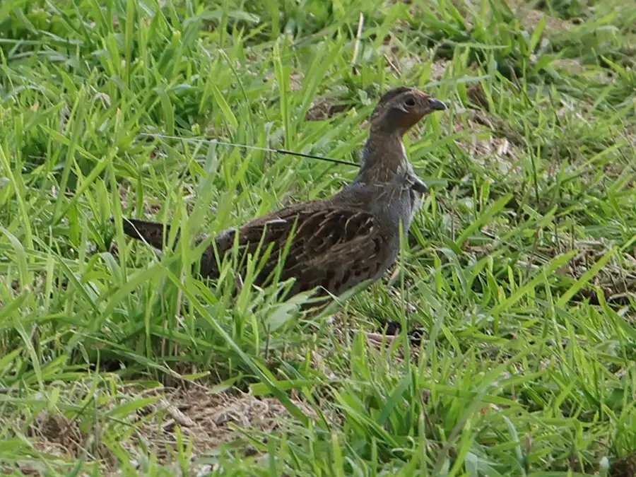 Artenschutz im Ammerland: Rebhühner kehren dank engagierter Jäger und ...