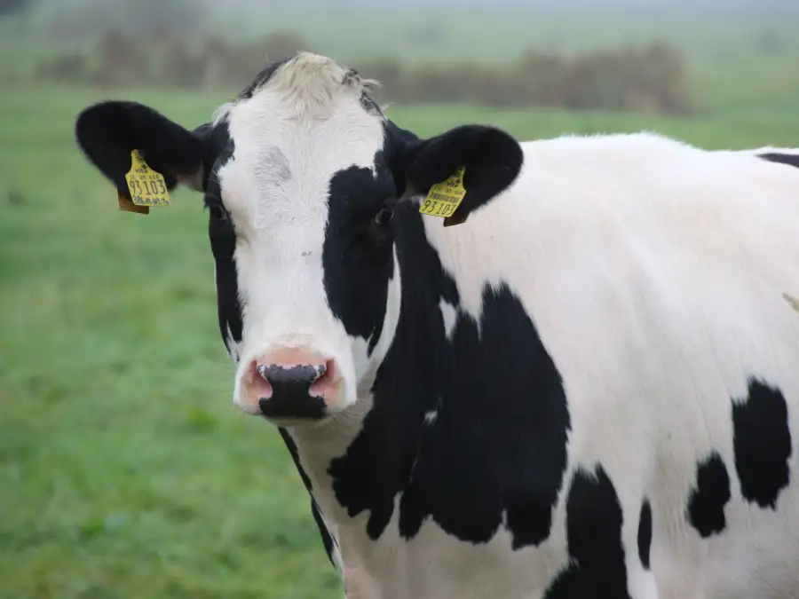 Tierischer Polizeieinsatz: Freilaufende Kuh in Wilhelmshaven sorgt für ...
