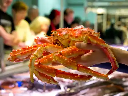Bremerhavener Fischkochstudio überzeugt mit Seafood-Show – Hummer ...