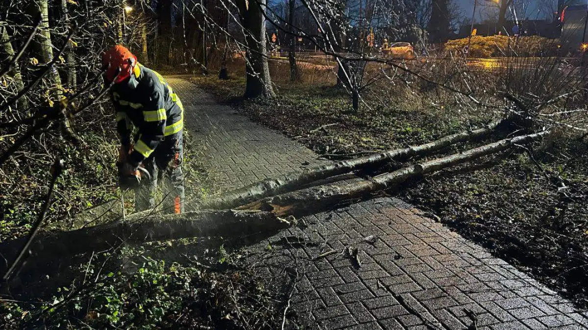 Sturm in Hinte: Umgestürzter Baum blockiert Radweg und erfordert ...