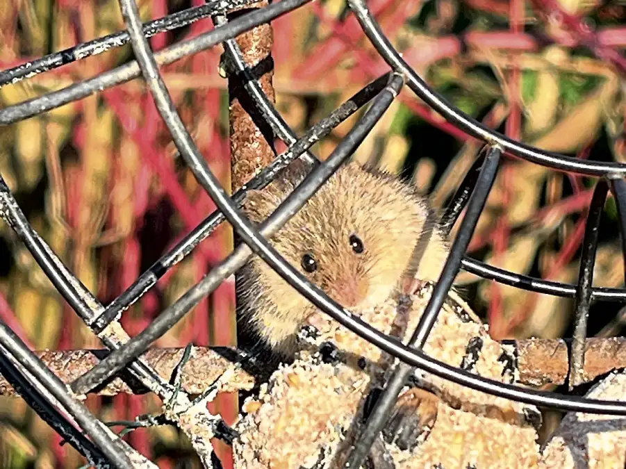 „Tier des Jahres 2024“ in Friesland: Leser wählen Maus am Meisenknödel