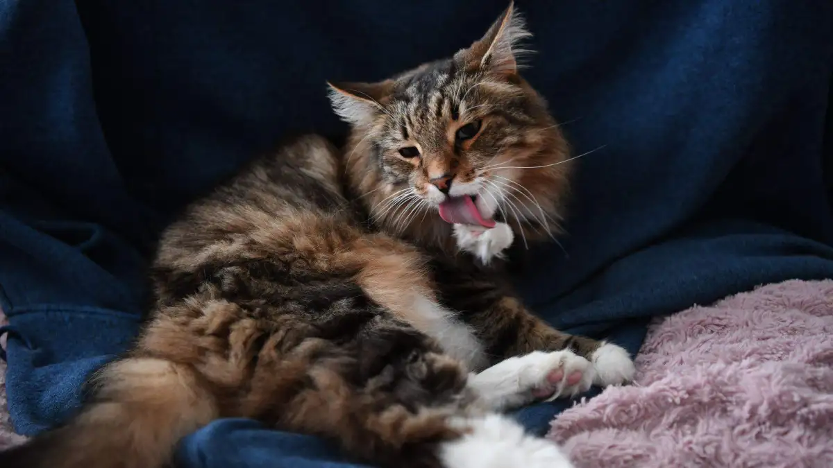 Wenn die Katze oft kotzt: Gefahren kennen, Ursachen angehen