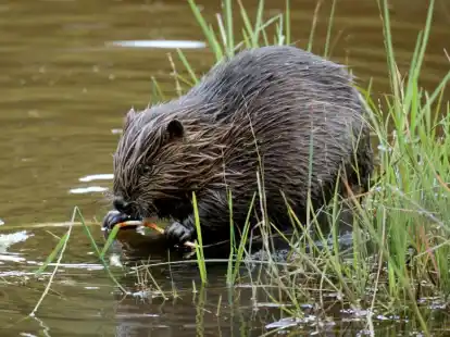 Biber in Tschechien: Nagetiere sparen Naturschützern in Prag viel Geld ...