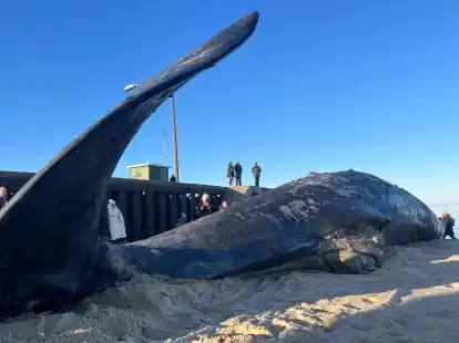 Pottwal-Bergung auf Sylt: Toter Wal wird mit Kettensäge zerlegt – Explosionsgefahr am Strand