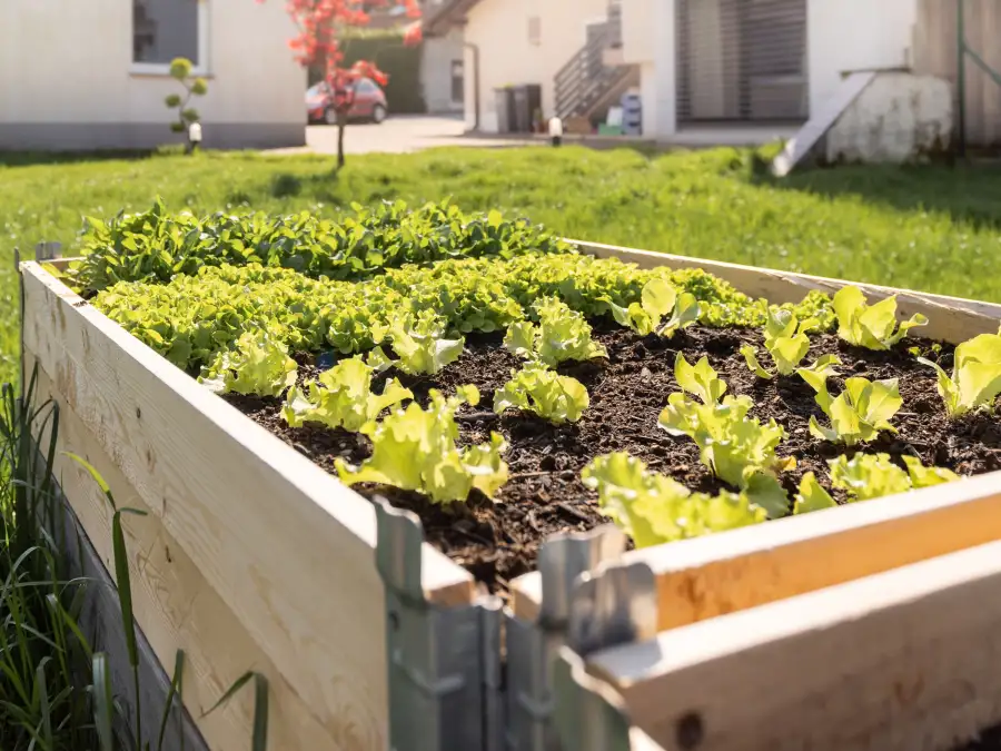 Hochbeet bepflanzen: Tipps zur Pflanzenauswahl und Pflege für eine reiche Ernte