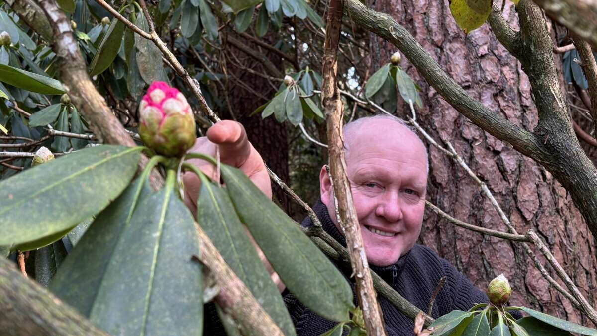 Rhodopark in Westerstede: Nach der Blütesaison viele Veranstaltungen ...