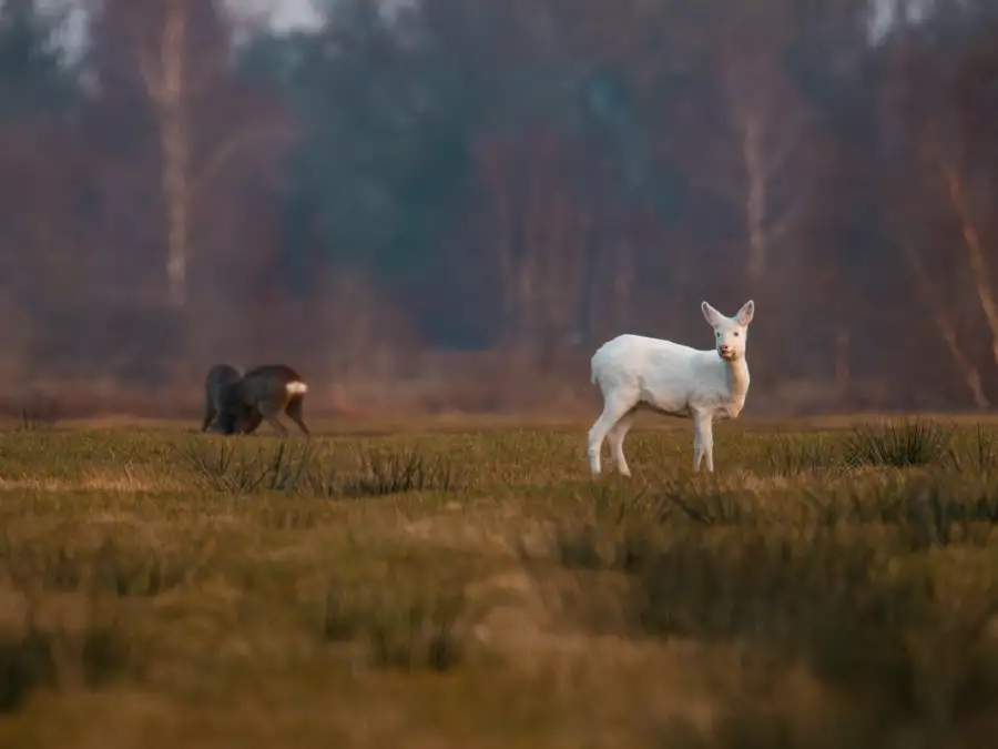 Märchenhaft: Weißes Reh im Ammerland fotografiert