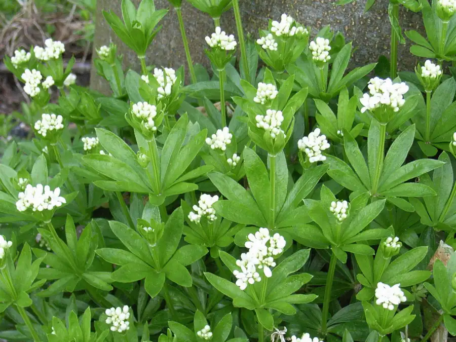 Waldmeister-Tradition – So gelingt die perfekte Maibowle