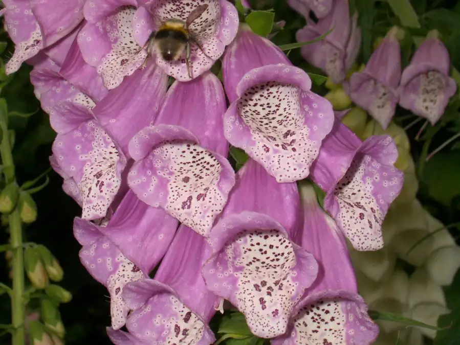 Fingerhut: Blütenpracht und Vorsicht im Garten