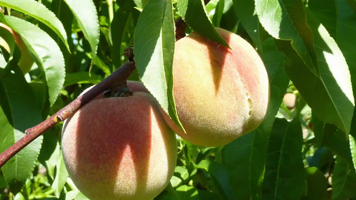 Pfirsiche – So gelingt der Anbau in Ihrem Garten