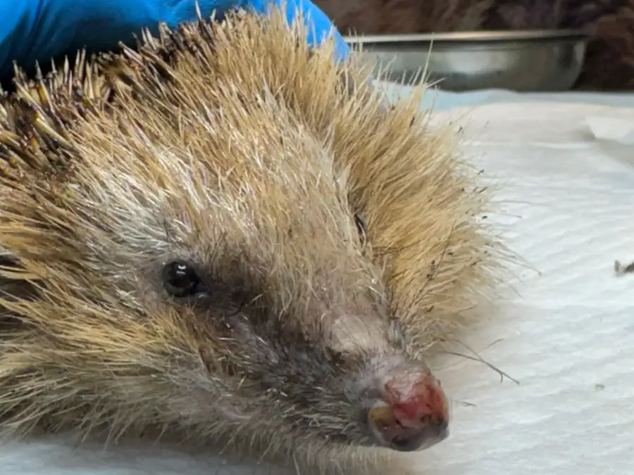 Streaming bokep abg indo terbaru some are more open-minded