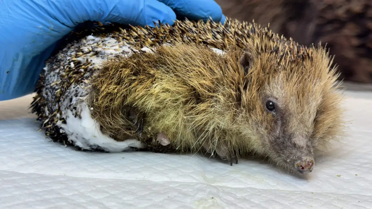 Tierquälerei in Oldenburg: Igel Bjarne nach Brandverletzungen auf dem ...