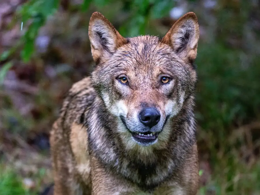 Wolf bei Utrecht: Sechsjähriger von Problemwolf gebissen und verletzt