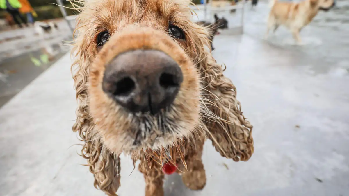 Wie Sie Ihren Hund beim Schnüffeln unterstützen