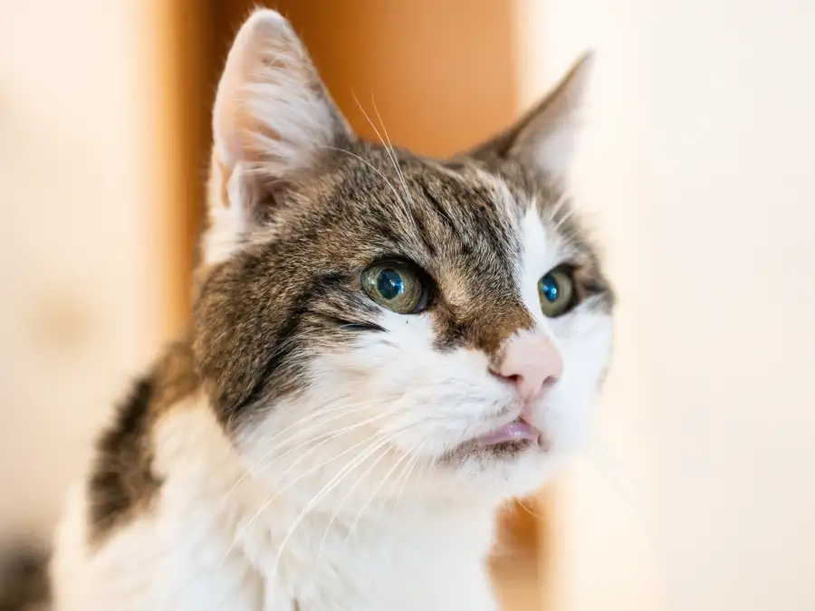 Grausame Entdeckung in Idafehn: Tote Katze in Plastiksack gefunden ...
