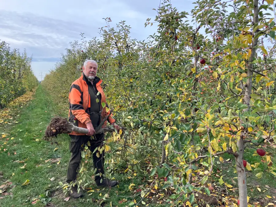 Plantage im Kreis Hildesheim: Obstbauer muss 22.000 Bäume roden, weil ...