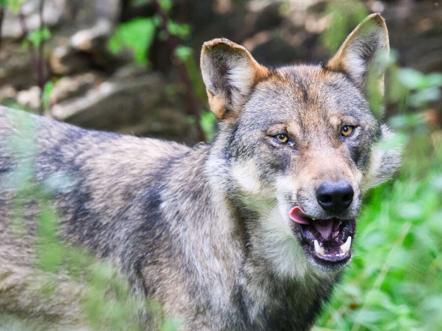 Wolf in Niedersachsen: Mehr Angriffe auf Nutztiere in 2025 – Landkreis ...