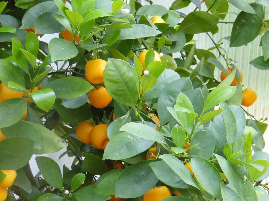 Zitrusgewächse im Nordwesten: Pflege und Kultivierung der Calamondin-Orange