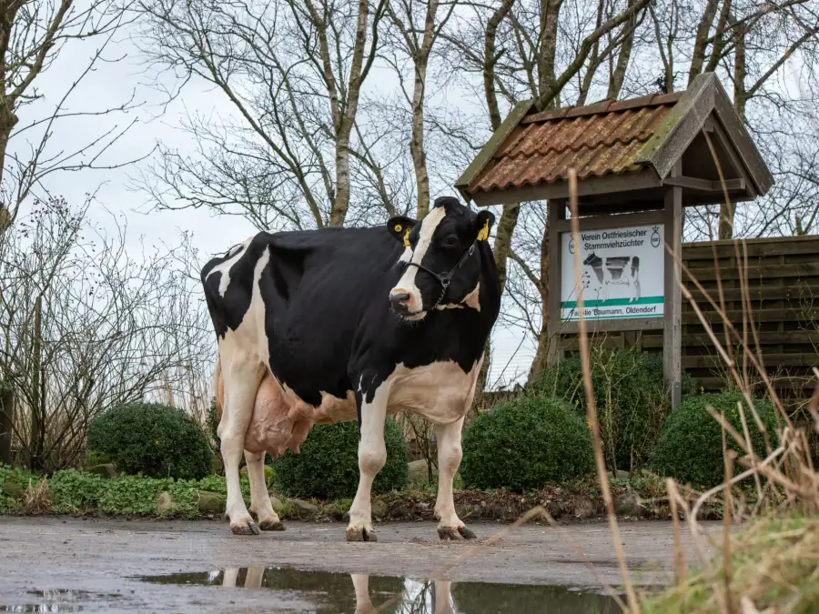 Landwirtschaft: So viel Kilo Milch gibt eine Kuh – Melona aus ...