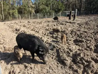 Tierpark Ostrittrum: Wild- und Freizeitpark startet in Jubiläumssaison ...