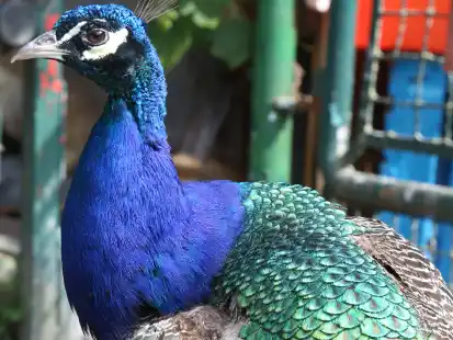 Vogelgrippe in Wilhelmshaven: Stille auf dem Gnadenhof der Ruscherei ...