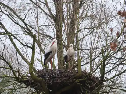 Saisonstart im Jaderpark: Neue Attraktion und Tiernachwuchs in Jaderberg