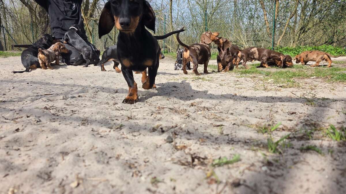 Trend um Dackel: Tierheim Sedelsberg musste 17 Stück aufnehmen ...