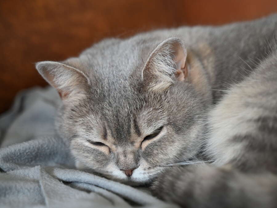 Tote Katzen in Fulkum nahe Leichenfundort aufgetaucht – Was bekannt ist