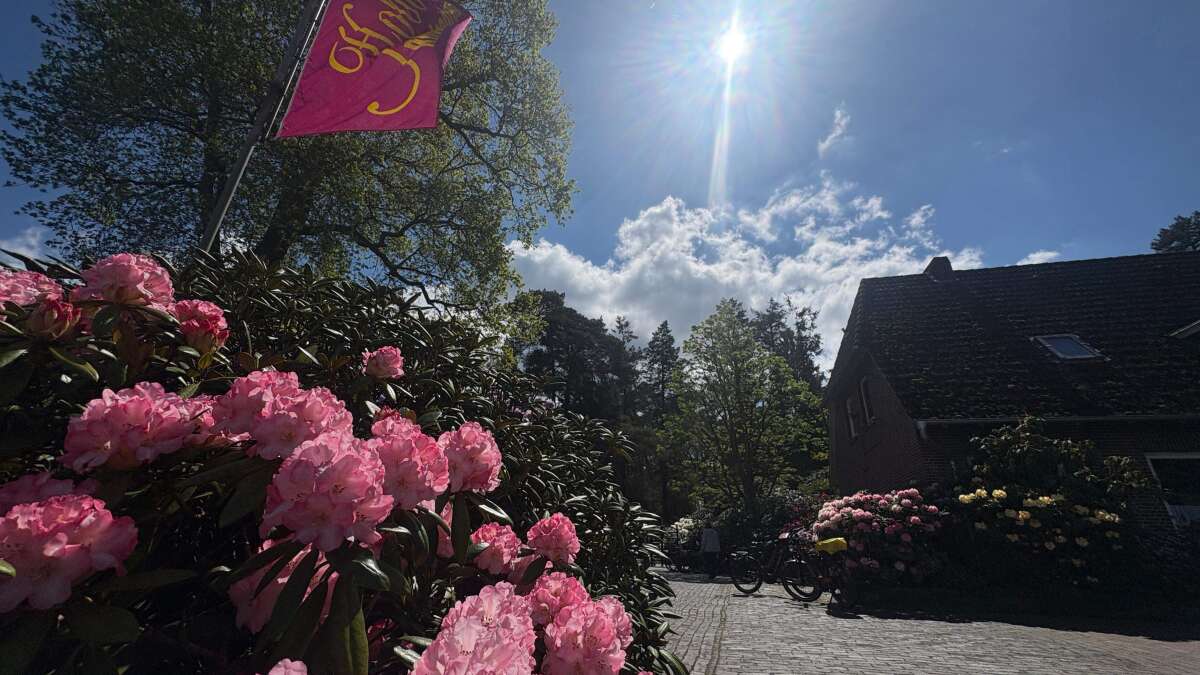Ammerländer Gartentage in Westerstede: Landpartie im Rhododendronpark ...