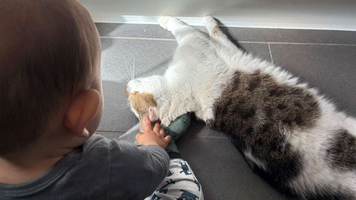 Freundschaft zwischen Baby und Kater: Erste Kratzer, große Zuneigung ...