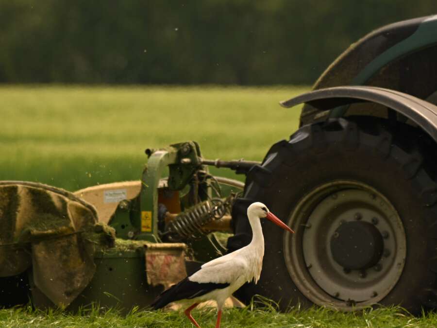 Schnappschuss in Großenkneten: Storch läuft unerschrocken neben Trecker her