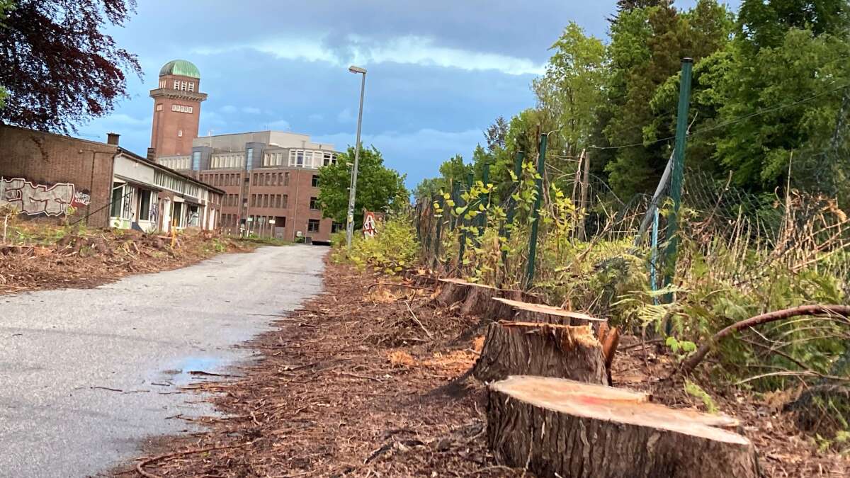 Kahlschlag an Bahndamm in Oldenburg: Bahn und Stadt erklären Baumfällungen